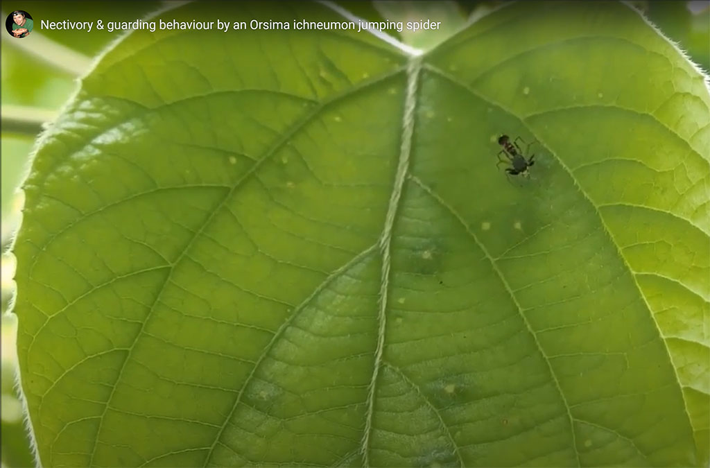 Spider Biology & Evolution - Asian Society of Arachnology