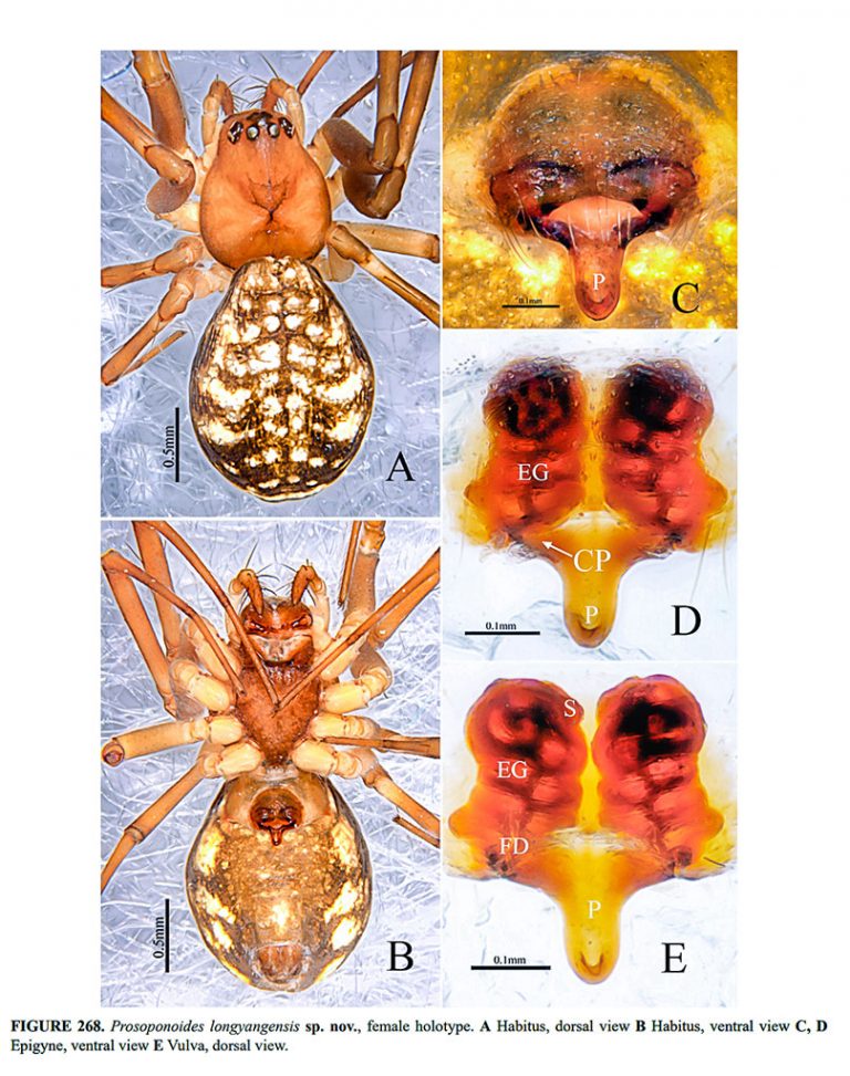 Survey of Linyphiidae spiders from Yunnan, China - Asian Society of ...