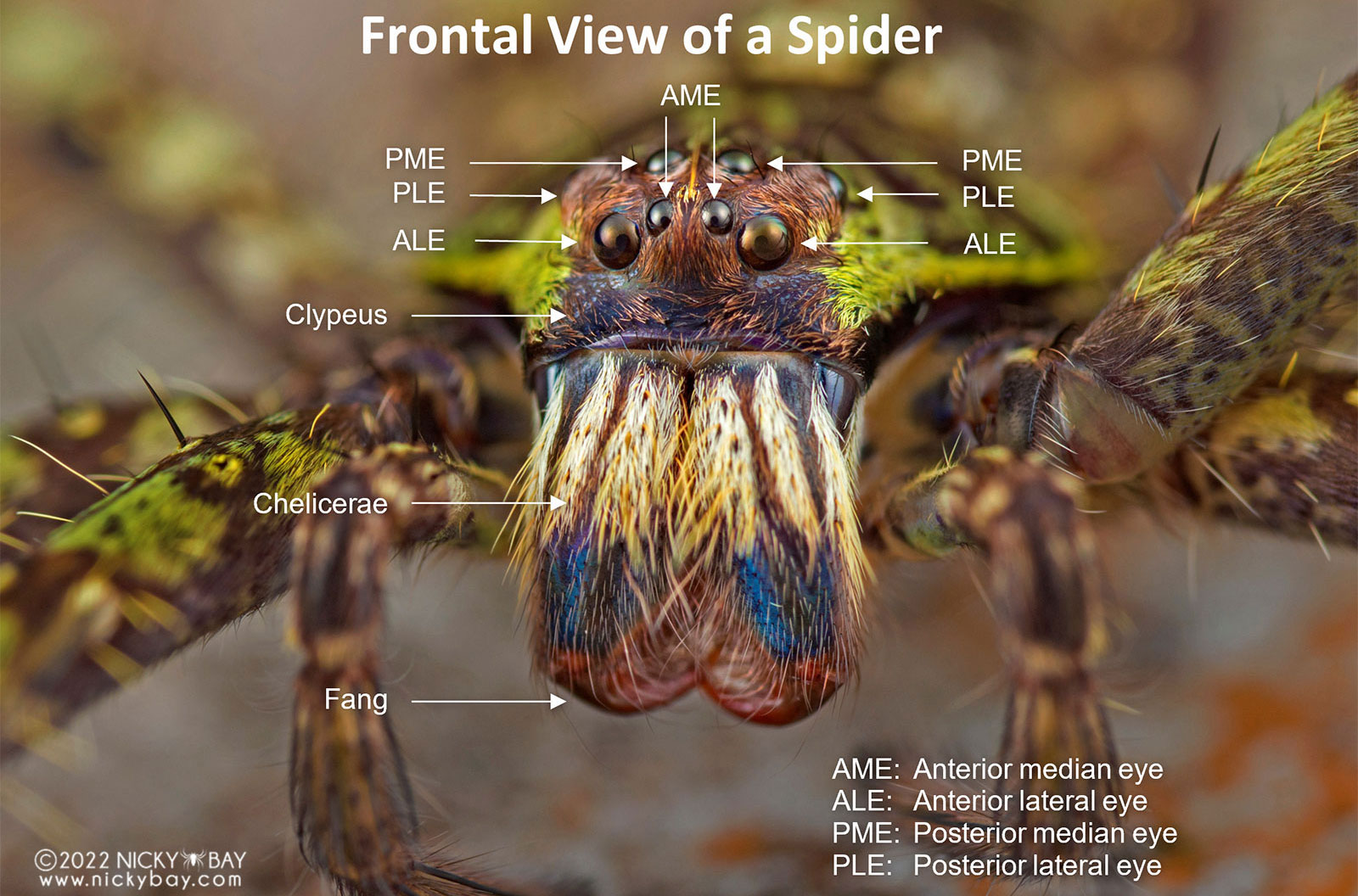 Arachnological Glossary - Asian Society of Arachnology