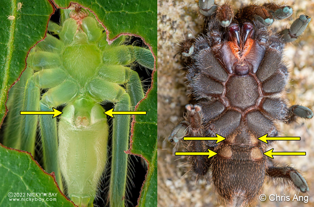 Book lung - Asian Society of Arachnology