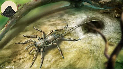 Spider Biology & Evolution - Asian Society of Arachnology