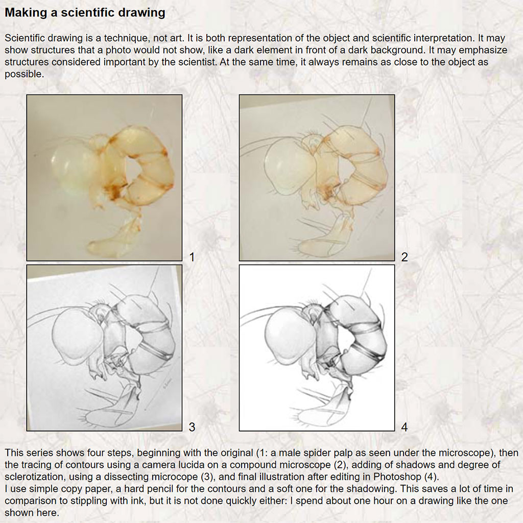 Illustration Equipment & Techniques - Asian Society of Arachnology