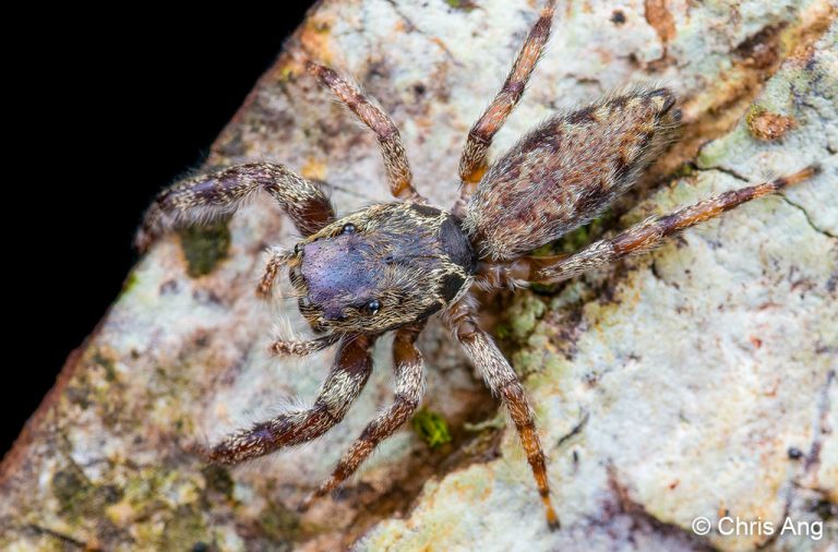 Kelawakaju gen. nov., a new Asian lineage of marpissine jumping spiders ...