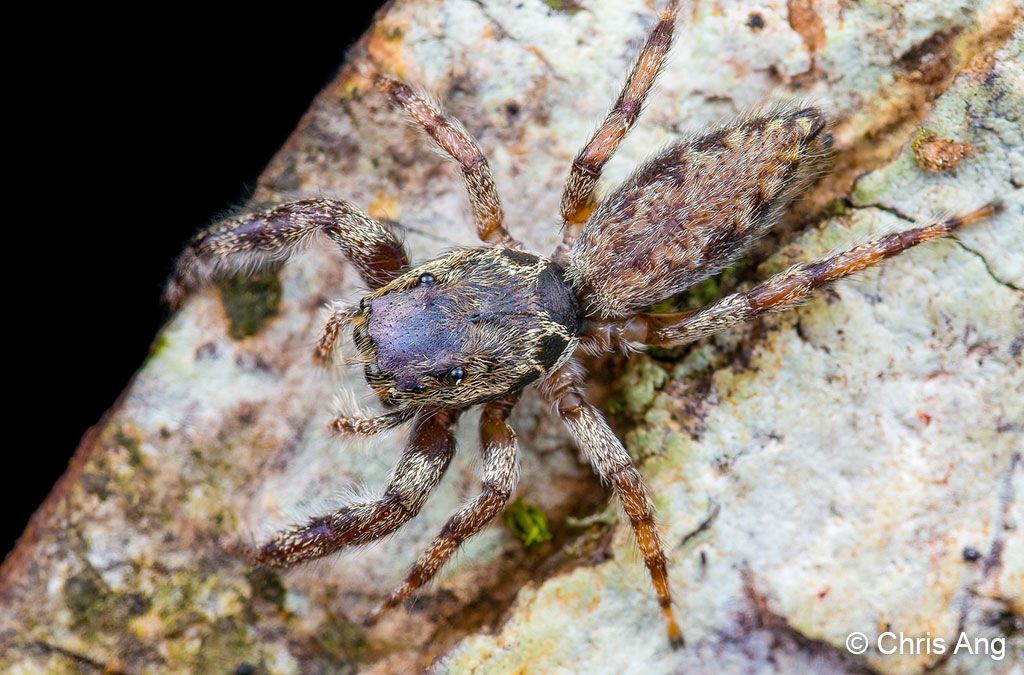 Kelawakaju gen. nov., a new Asian lineage of marpissine jumping spiders ...
