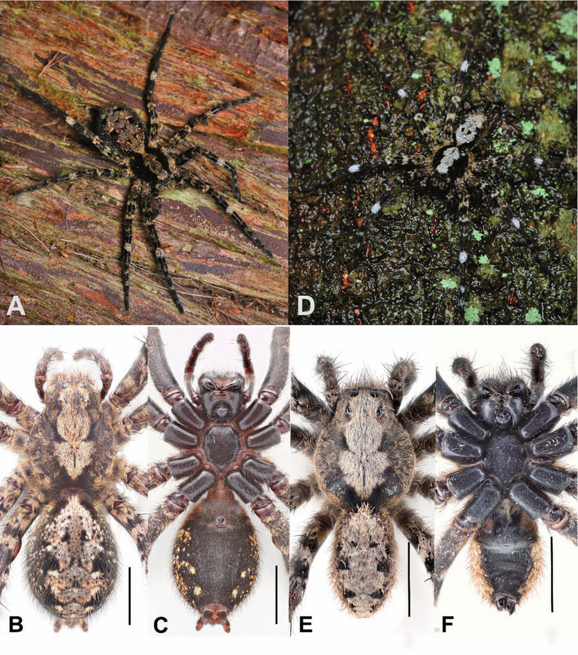 First records of the arboreal wolf spider species Hogna trunca from ...