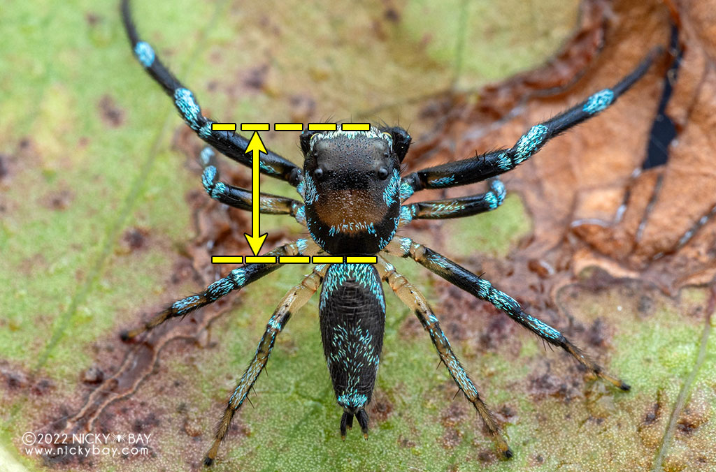 Cephalothorax - Asian Society of Arachnology