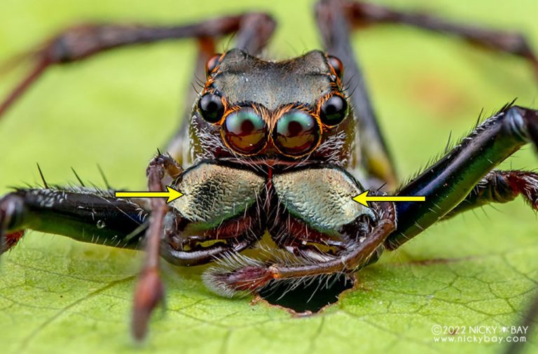 Chelicera - Asian Society of Arachnology