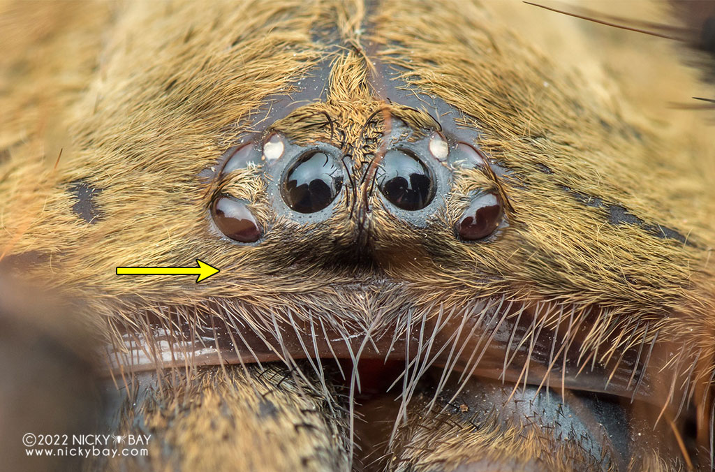 Clypeus - Asian Society of Arachnology