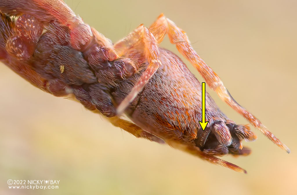 Cribellum - Asian Society of Arachnology