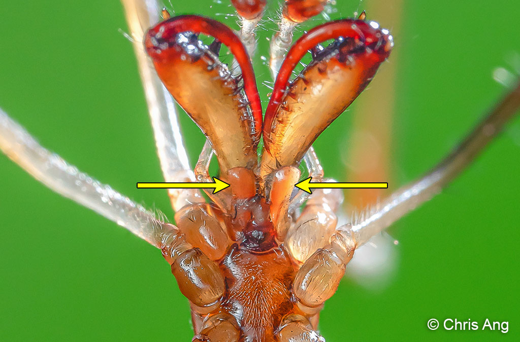 Endite - Asian Society of Arachnology