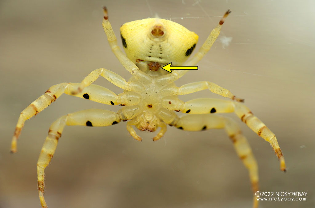 Epigyne - Asian Society of Arachnology