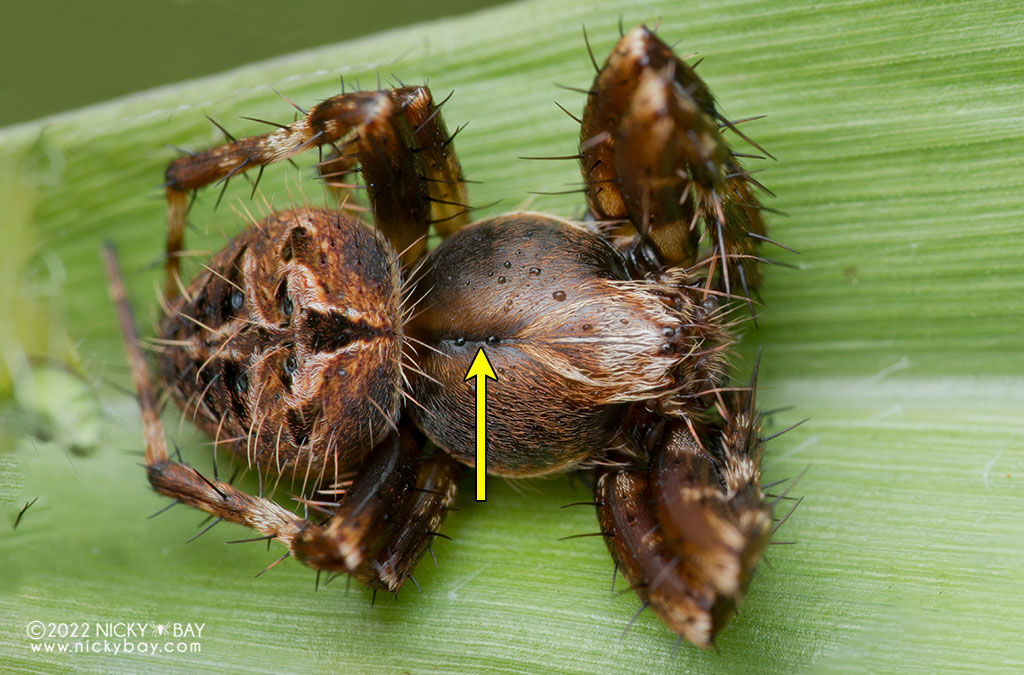 Fovea - Asian Society of Arachnology