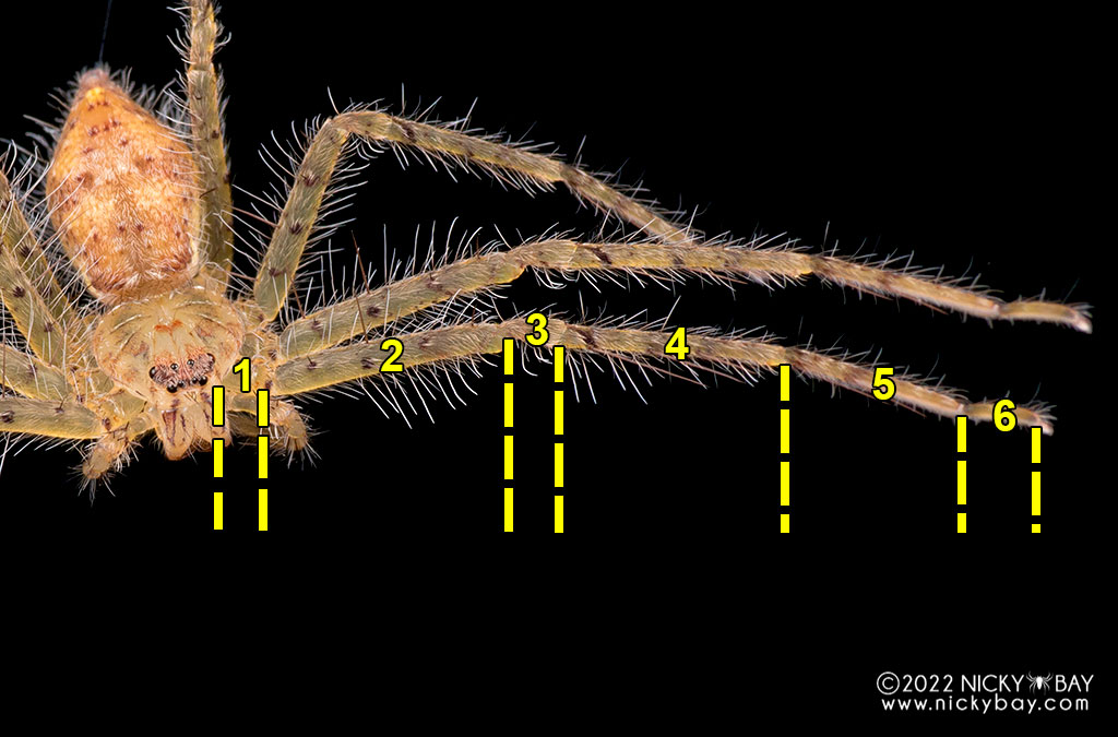 Leg segments - Asian Society of Arachnology