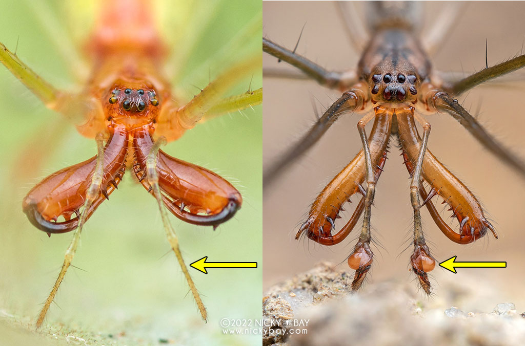 Pedipalp - Asian Society of Arachnology