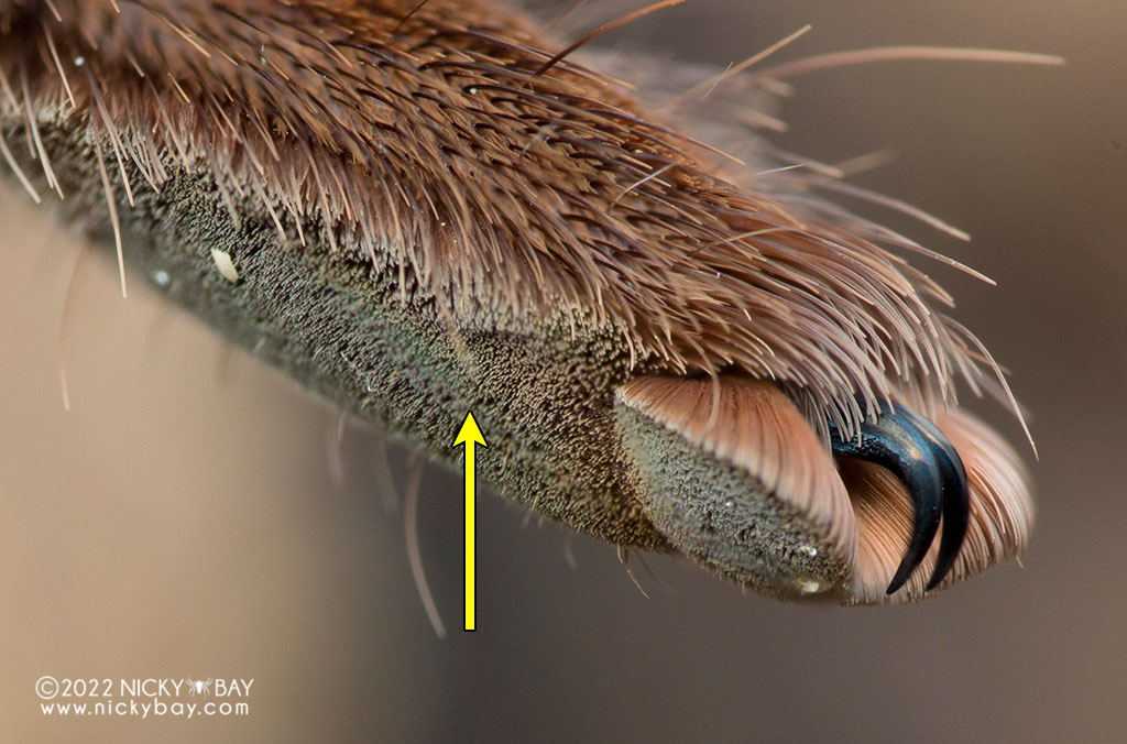 Scopula - Asian Society of Arachnology