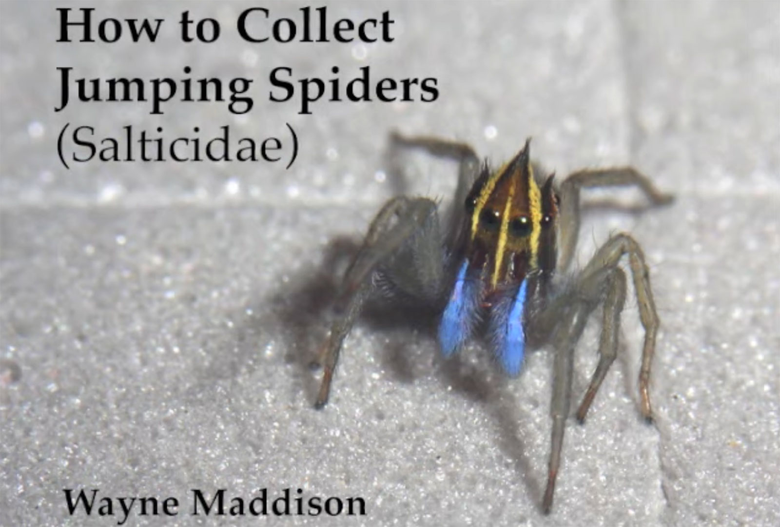 Field Equipment & Techniques for Spider Collection - Asian Society of ...