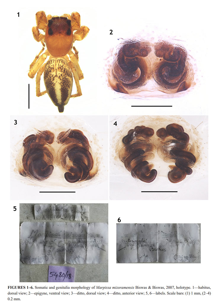 Deciphering mysteries: On the identity of five enigmatic jumping ...