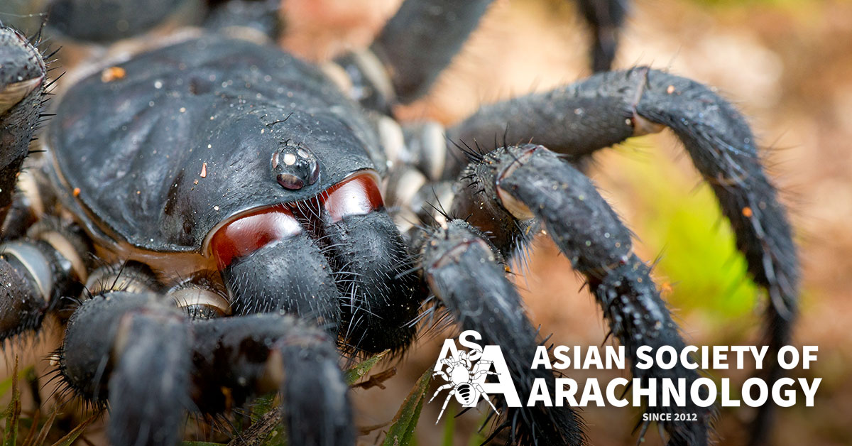 Challenges confronting spider taxonomy in Asia - Asian Society of ...