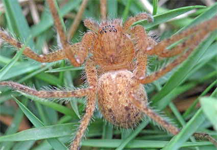 A taxonomic revision of the spider genus Pseudopoda Jäger, 2000 from ...