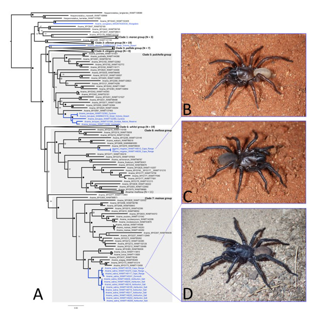 PhD Opportunity: Work on Mygalomorph Spider Systematics and Evolution ...