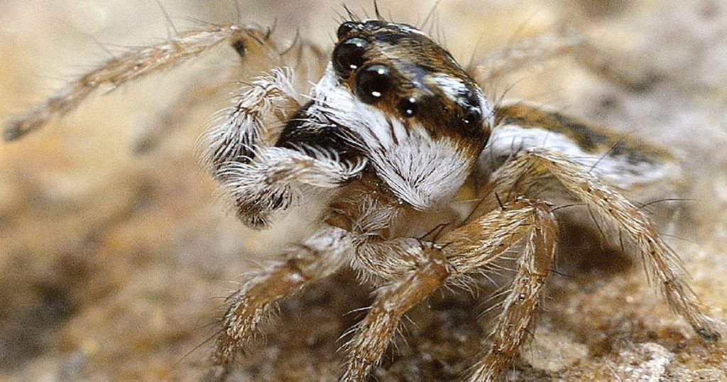 A new genus and three new species of jumping spiders from Sri Lanka ...