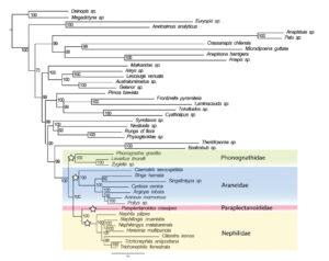 Increasing Information Content and Diagnosability in Family-Level Classifications - Asian ...