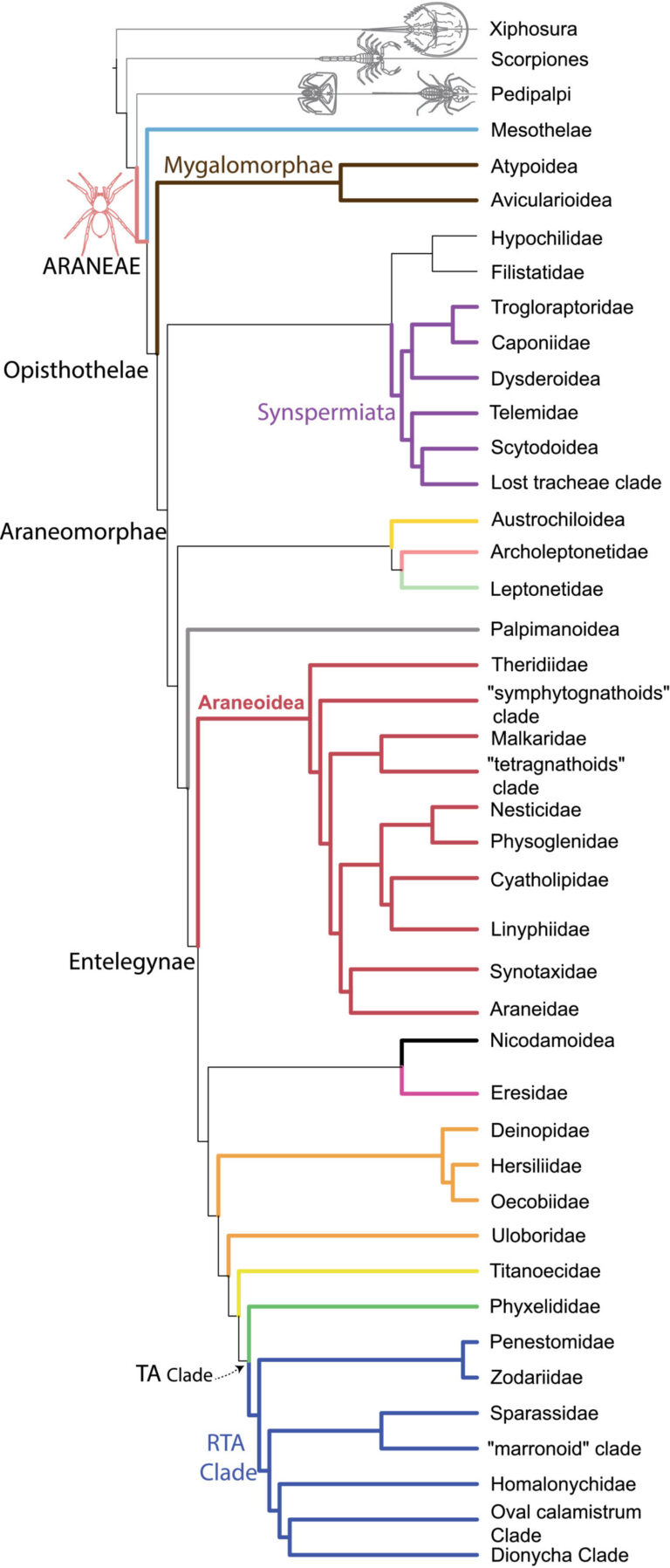Advances in the reconstruction of the spider tree of life: A roadmap ...