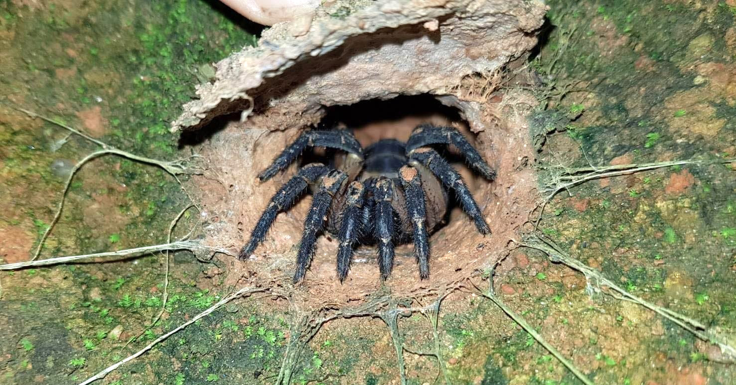 Molecular phylogeny, biogeography, and species delimitation of ...