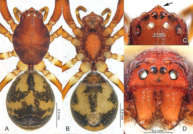 Cornifronus gen. nov., a new dark sac spider genus from China (Araneae ...
