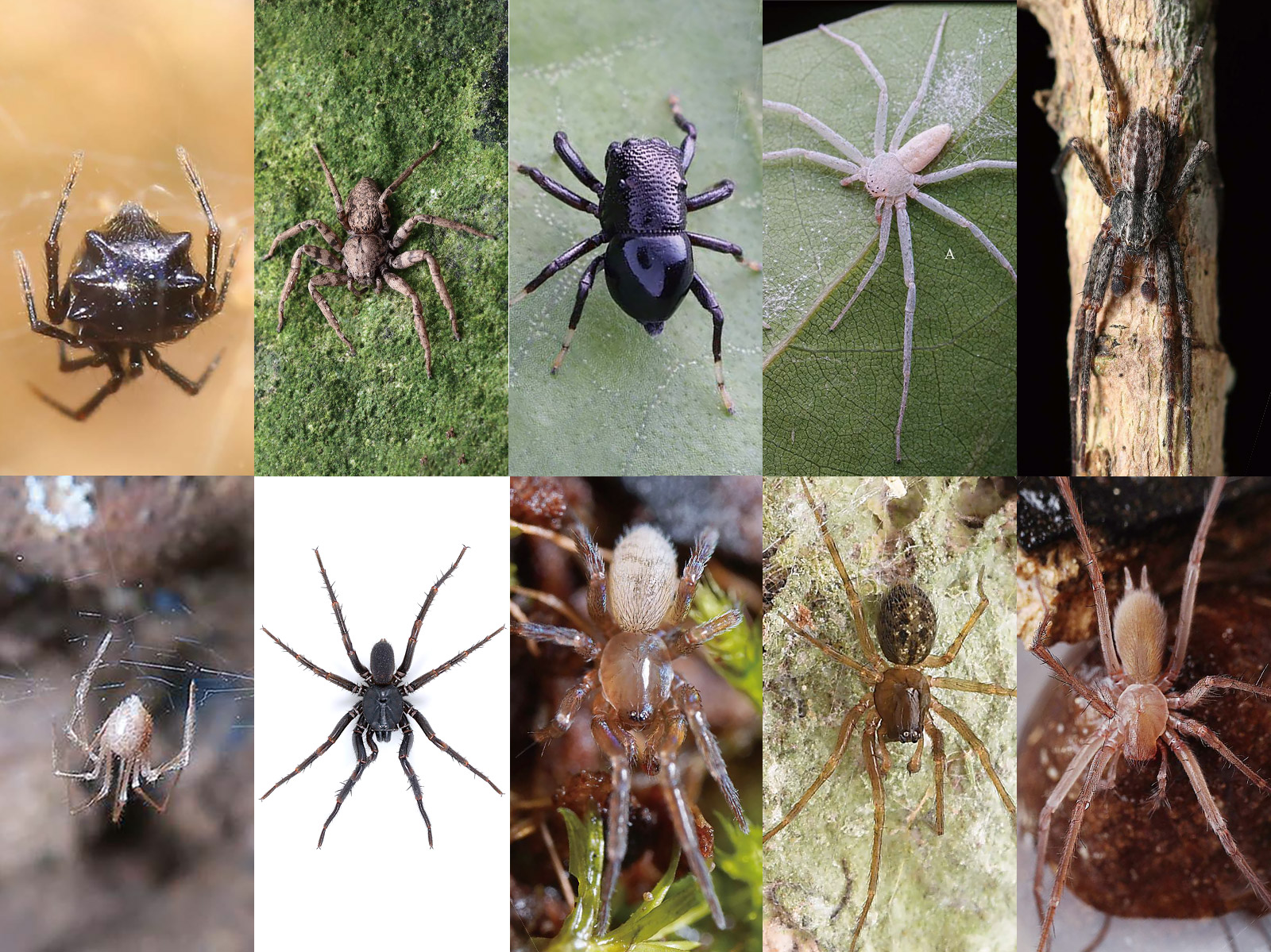 Thirty-eight spider species (Arachnida: Araneae) from China, Indonesia ...