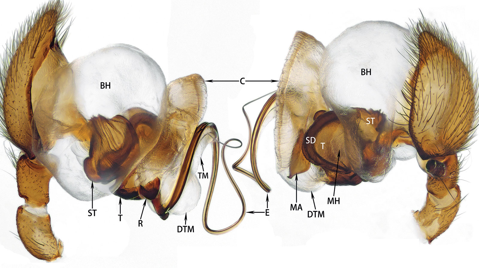 Hotwheels gen. nov., a new ground spider genus (Araneae, Gnaphosidae ...