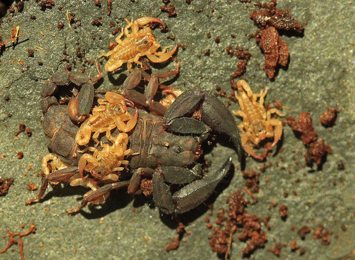 A new species of the genus Scorpiops Peters, 1861, subgenus ...