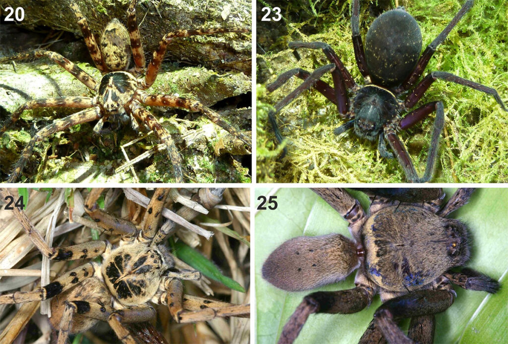 Heteropoda lebar sp. nov.: a new species from the highlands in Pahang ...