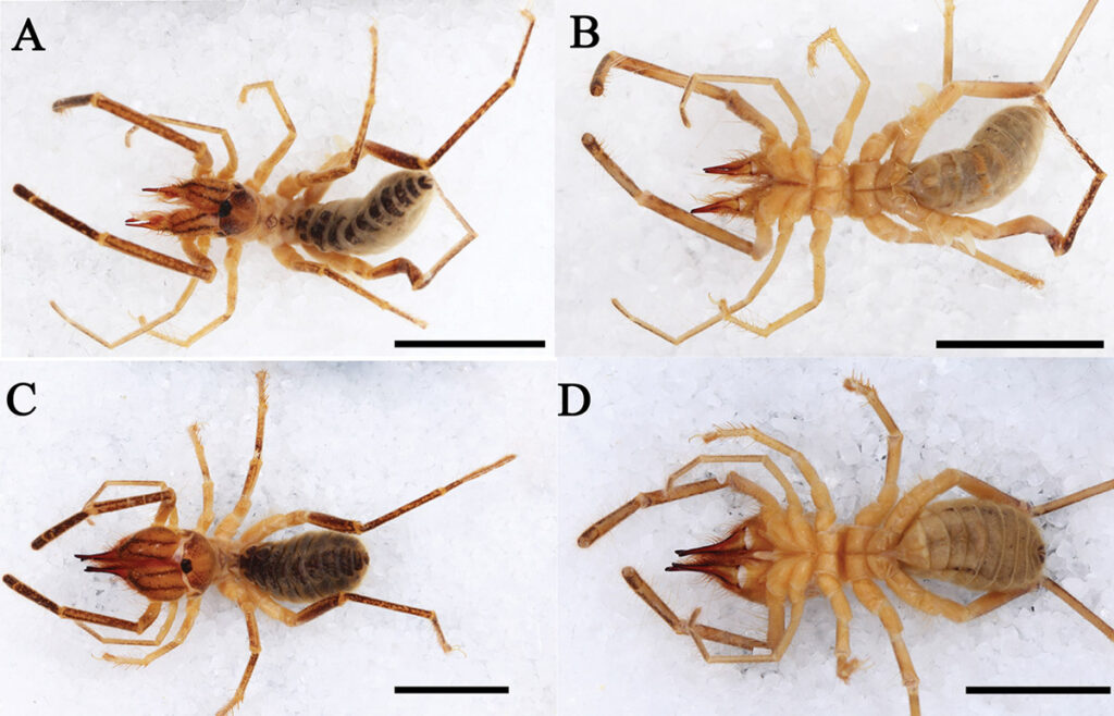 Review of the genus Karschia Walter, 1889 from Xizang, China (Solifugae, Karschiidae) - Asian ...
