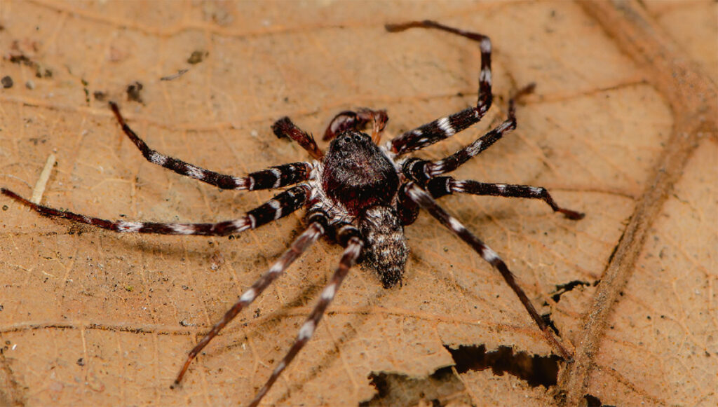 Five new Heteropoda species from Southeast Asia (Sparassidae ...