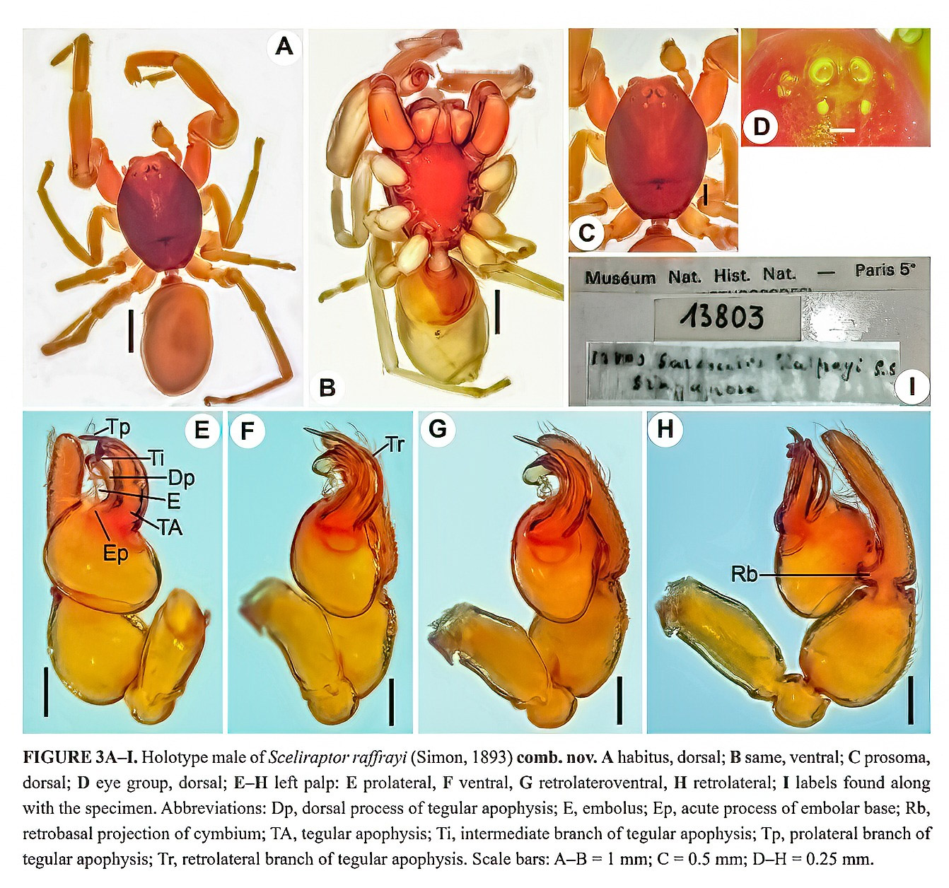 A new species of Steriphopus Simon, 1887 from India (Araneae ...