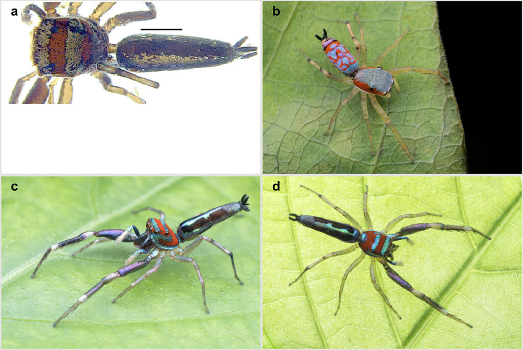 The genera Chrysilla and Phintelloides revisited with the description ...