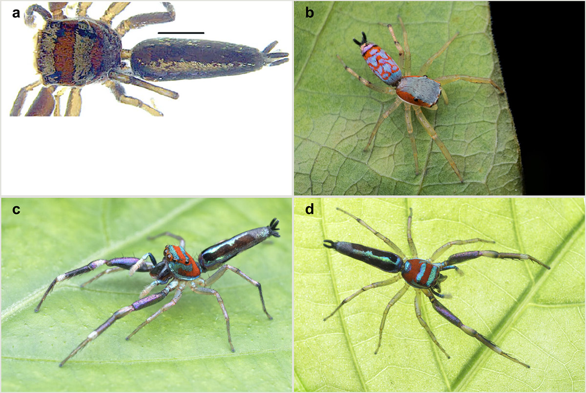 The genera Chrysilla and Phintelloides revisited with the description ...