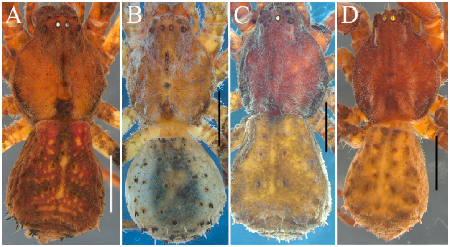 A review of some crab spider species of the genus Borboropactus Simon ...