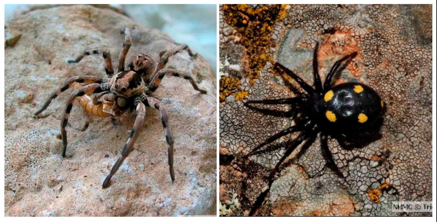 Training Course: Spider taxonomy and field methodologies in Crete ...
