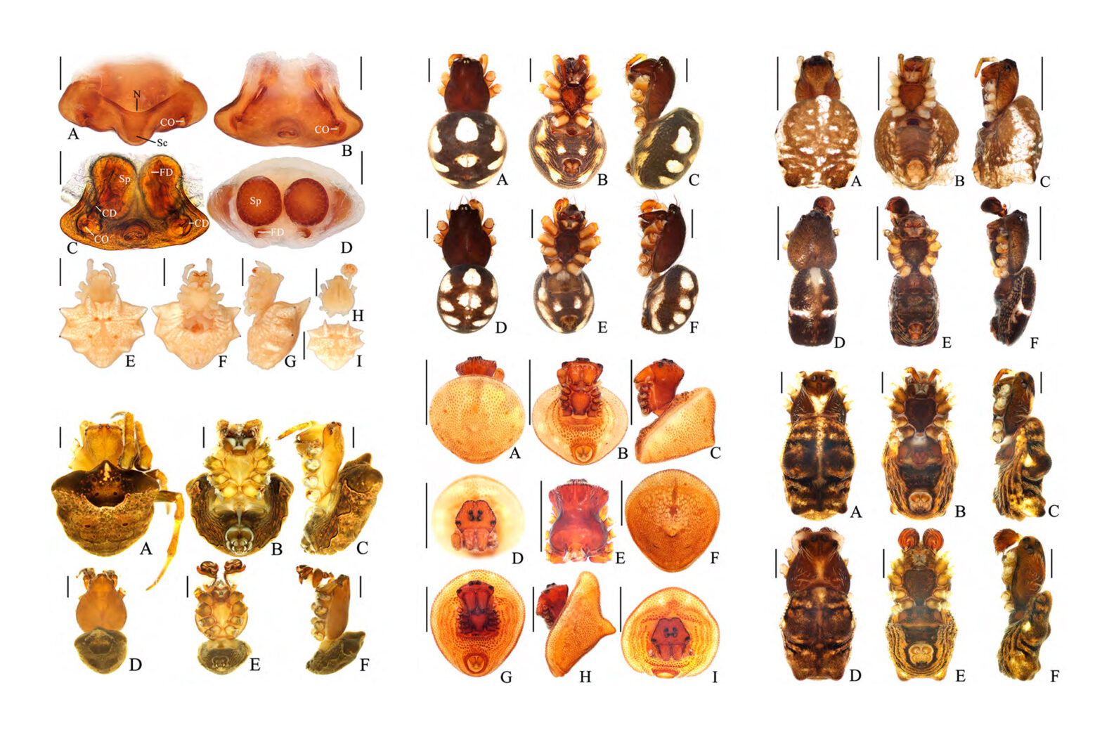 Description of six new genera and twenty species of the orb-weaver ...