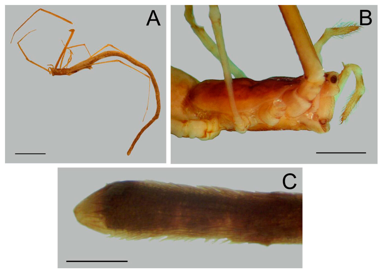 Spiders resembling worms: notes on Ariamnes Thorell, 1869 (Araneae ...
