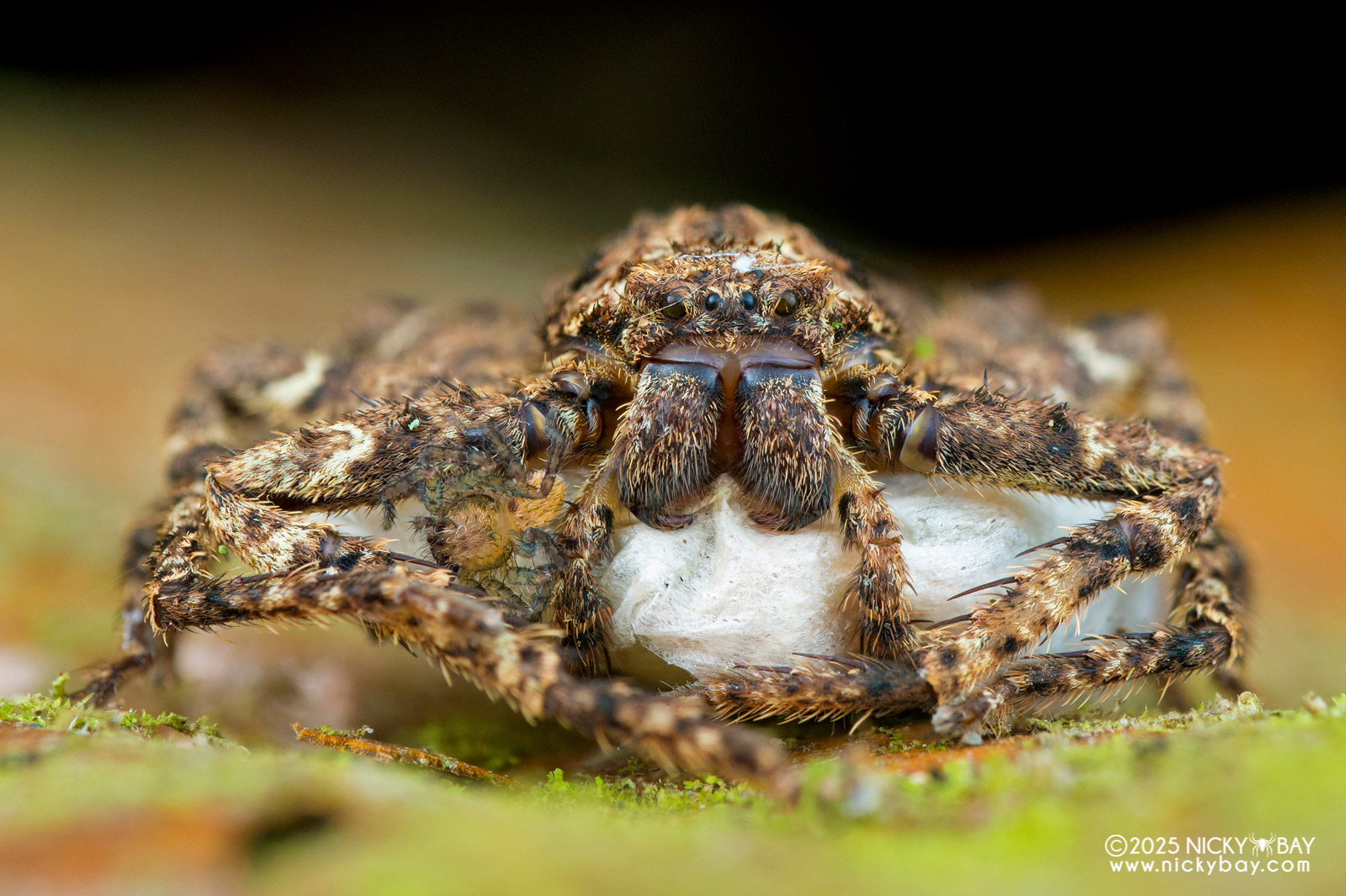 On some Heteropoda species from Southeast Asia with new data on their ...