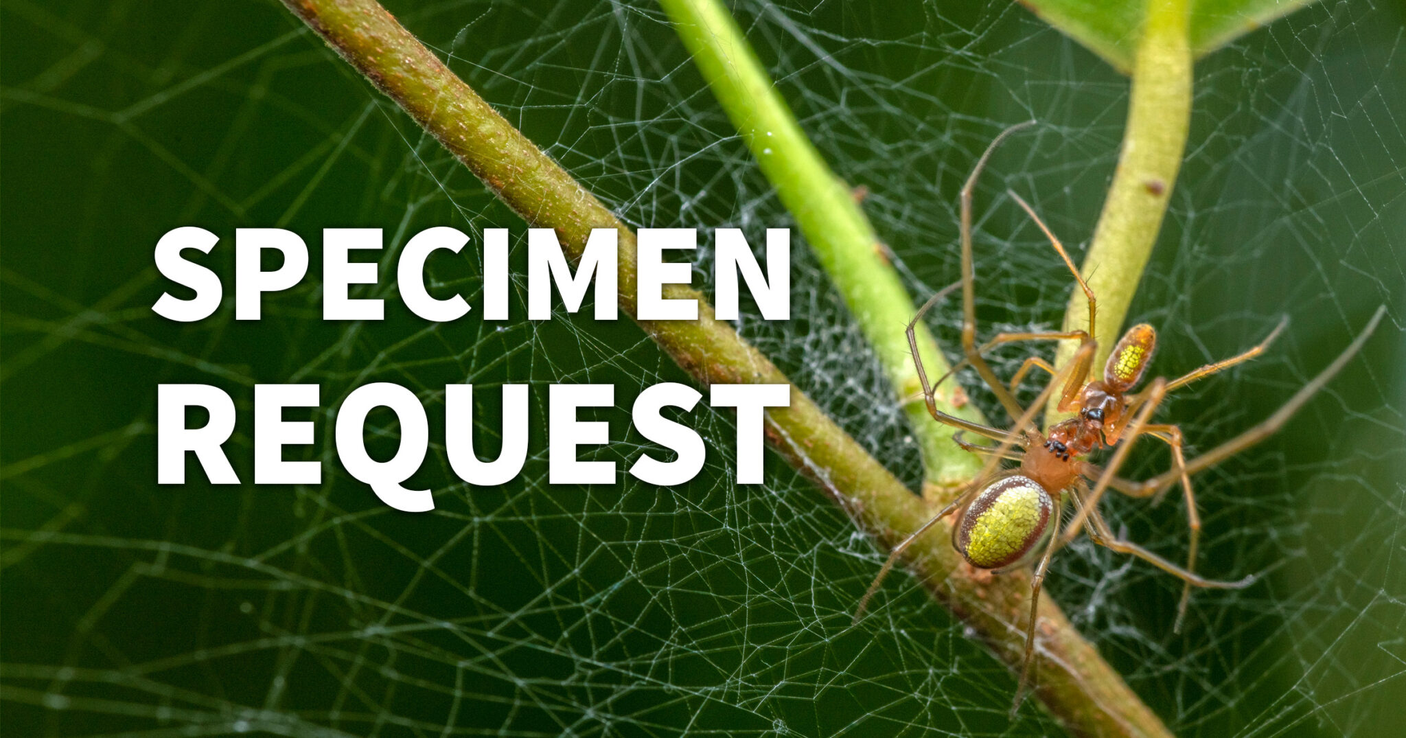 Specimen Request: Rafalus and Dexippus kleini - Asian Society of ...