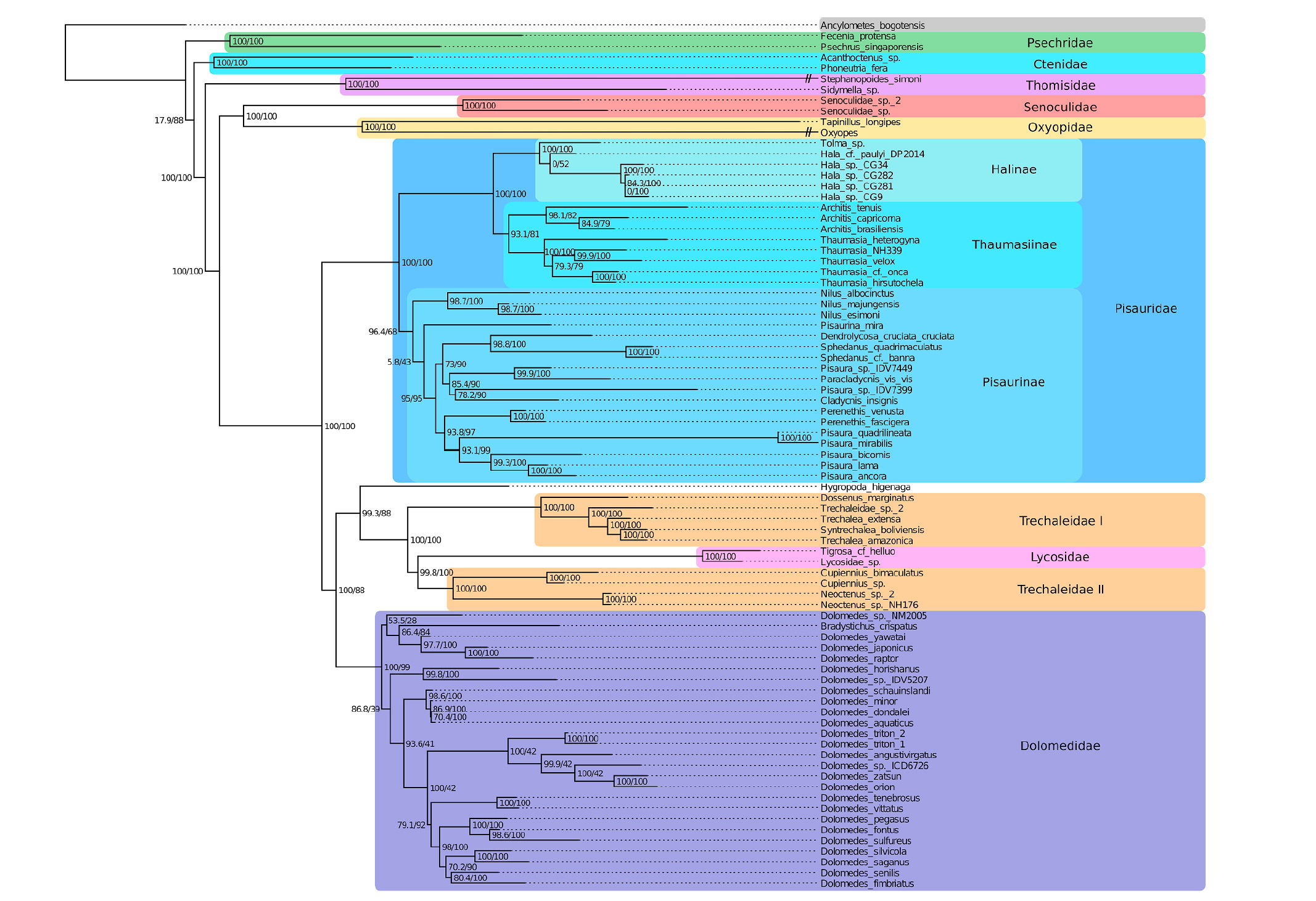Molecular phylogenetics of nursery web spiders (Araneae: Pisauridae) - Asian Society of Arachnology