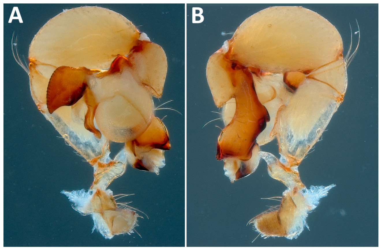Studies on spider nomenclature II: a synonymy and misidentification in ...