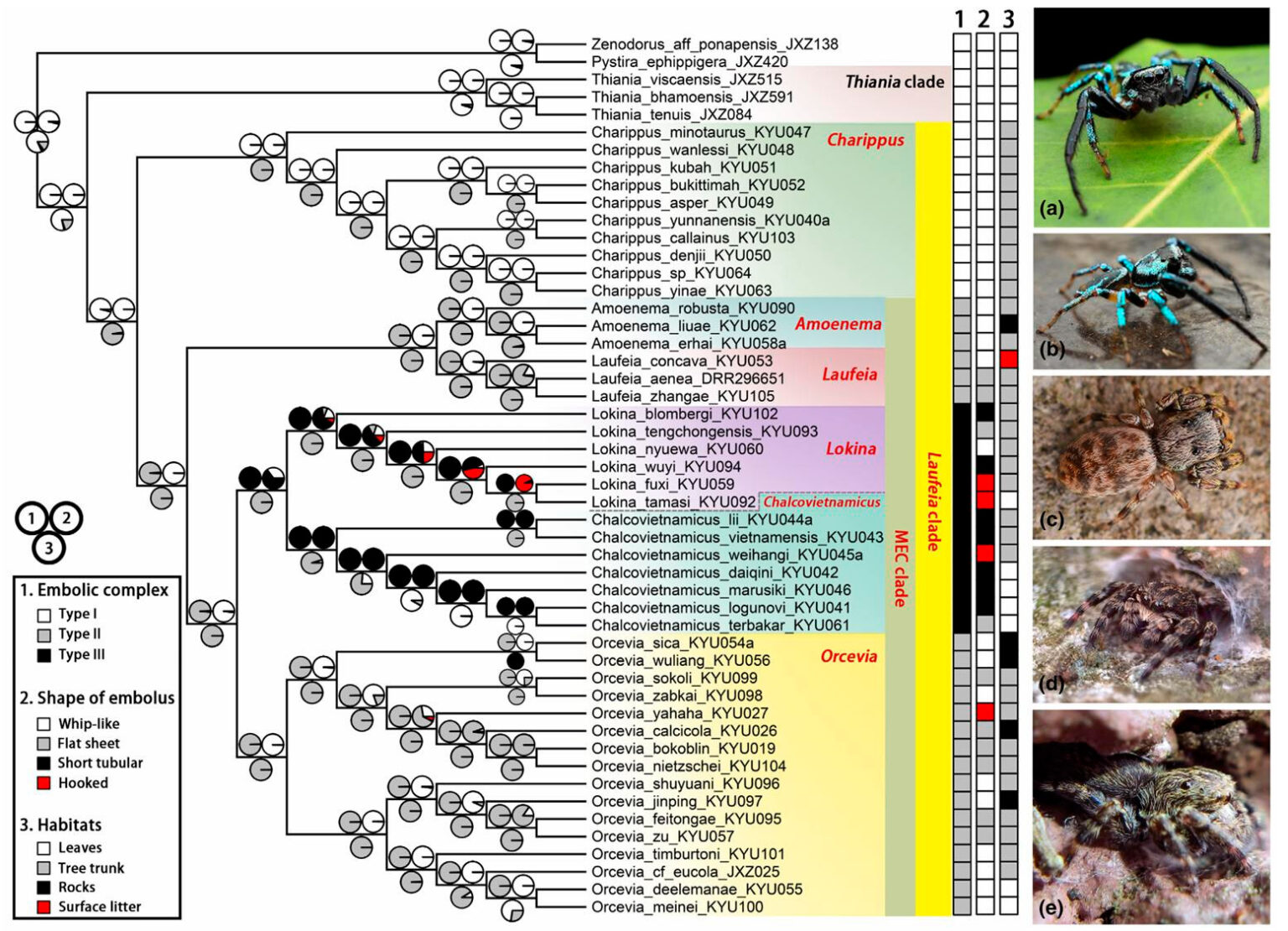 Robust phylogenomics settles controversies of classification and ...