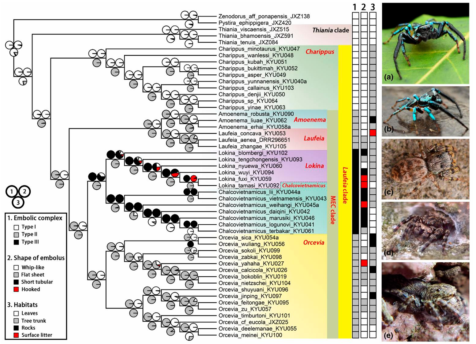 Robust phylogenomics settles controversies of classification and ...